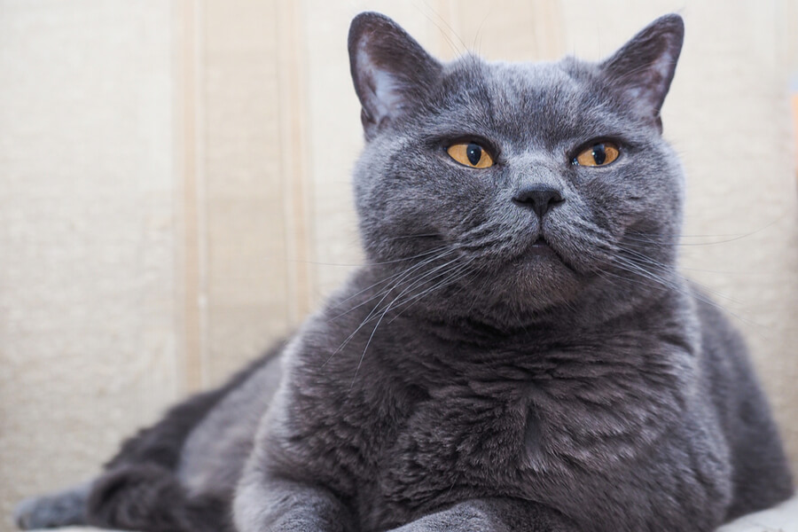 Rasy kotów w Polsce – które są najpopularniejsze?